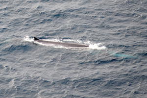 Fin whales established in West Cork | Irish Whale and Dolphin Group