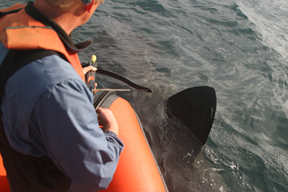 First satellite tags deployed on Basking Sharks in Ireland | Irish ...